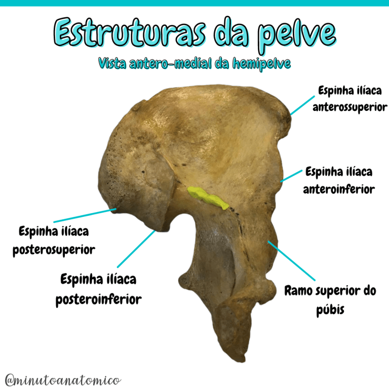 Minuto anatômico #110: Estruturas da pelve – Anatomia & Fisioterapia