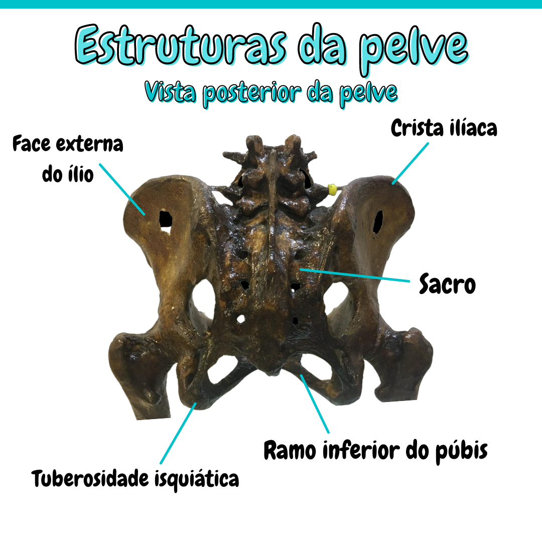 Minuto anatômico #110: Estruturas da pelve – Anatomia & Fisioterapia