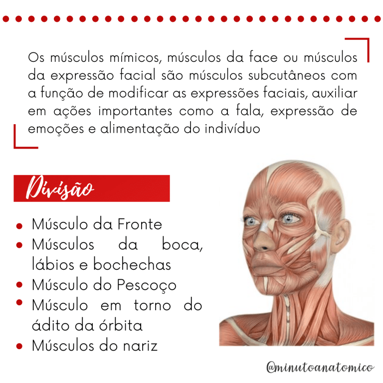 Minuto Anatômico #112: Músculos da mímica facial – Anatomia & Fisioterapia