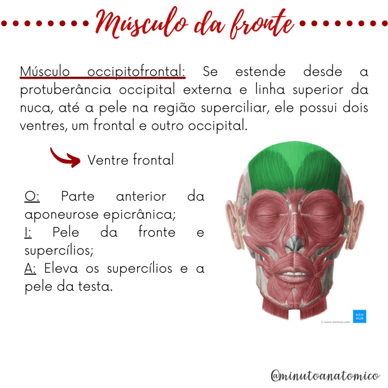 Minuto Anatômico #112: Músculos da mímica facial – Anatomia & Fisioterapia