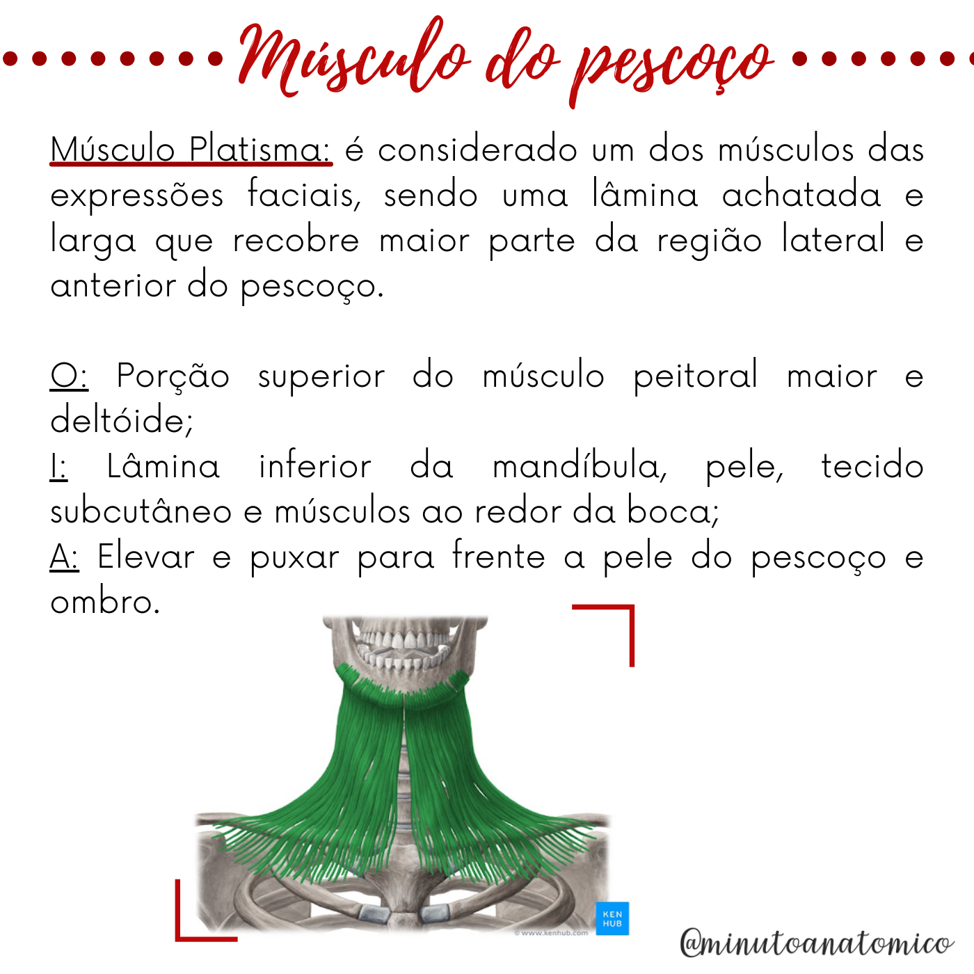 Minuto Anatômico #112: Músculos da mímica facial – Anatomia & Fisioterapia
