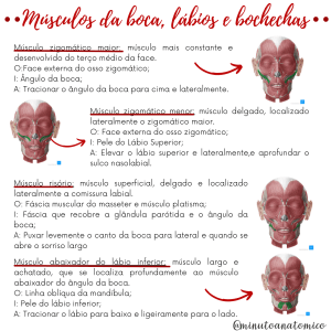 Minuto Anatômico #112: Músculos da mímica facial – Anatomia & Fisioterapia