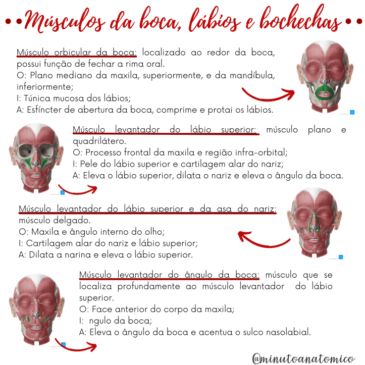 Minuto Anatômico #112: Músculos da mímica facial – Anatomia & Fisioterapia