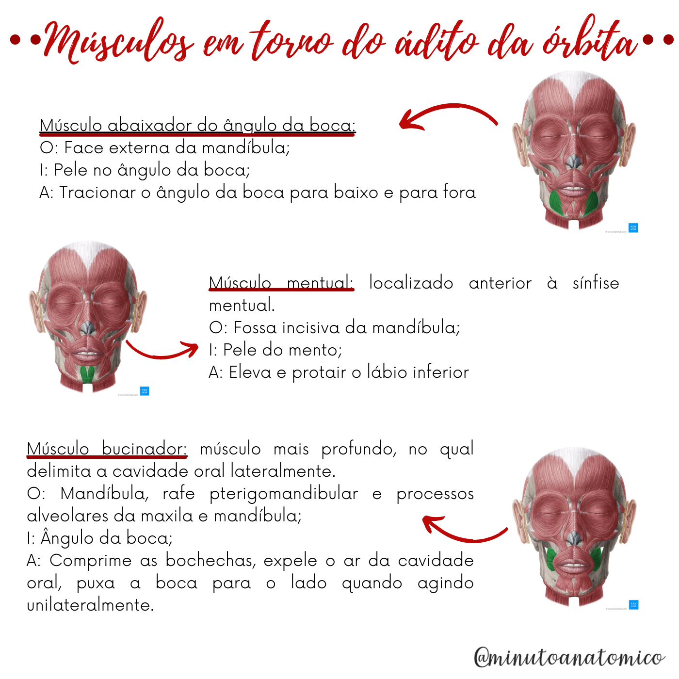 Minuto Anatômico #112: Músculos da mímica facial – Anatomia & Fisioterapia