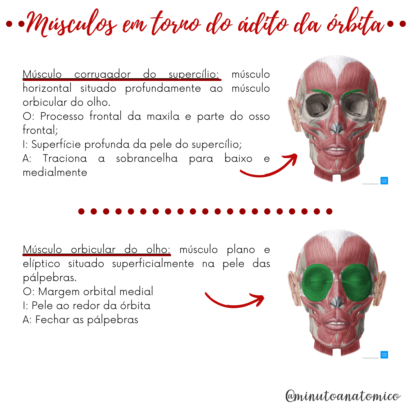 Minuto Anatômico #112: Músculos da mímica facial – Anatomia & Fisioterapia