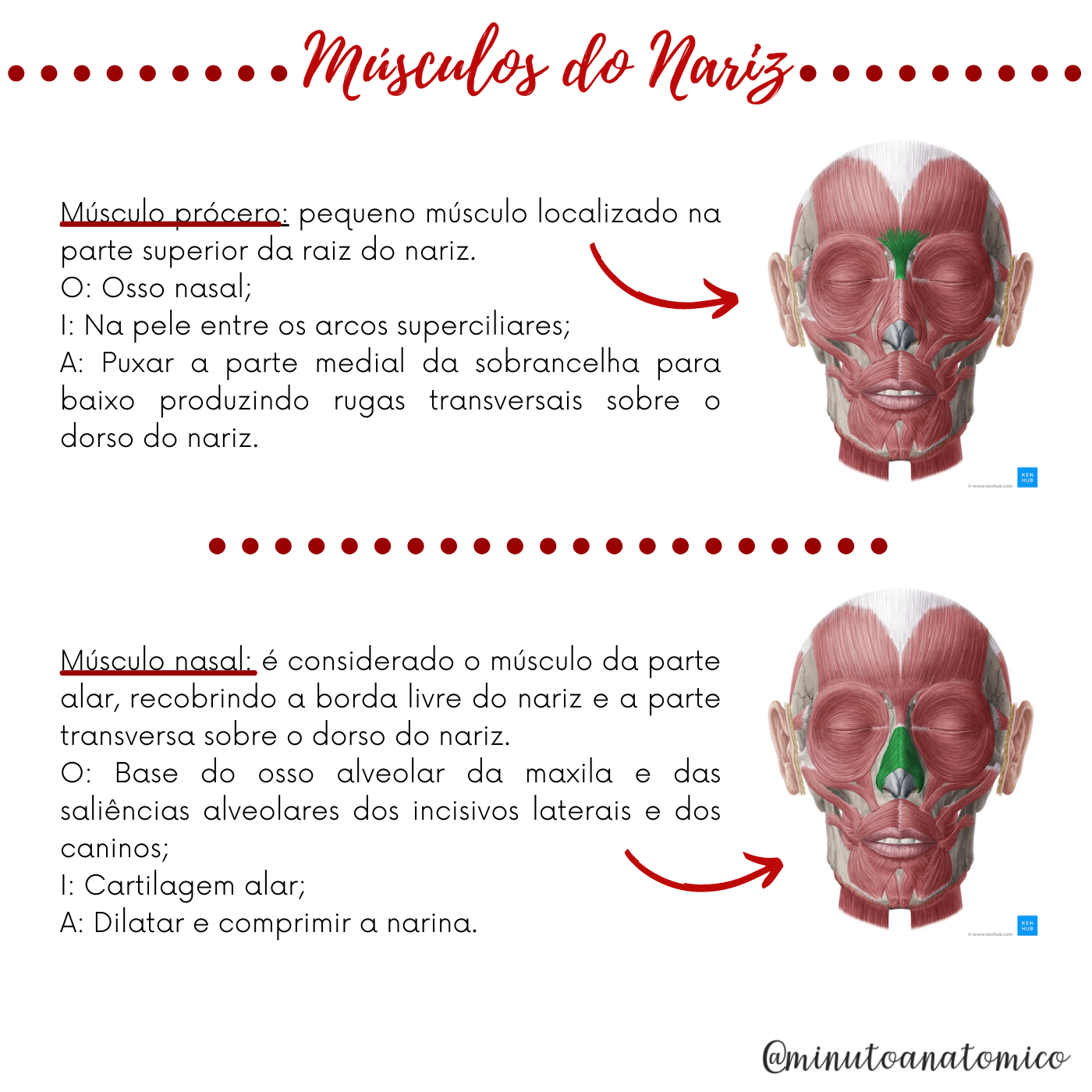 Minuto Anatômico #112: Músculos da mímica facial – Anatomia & Fisioterapia