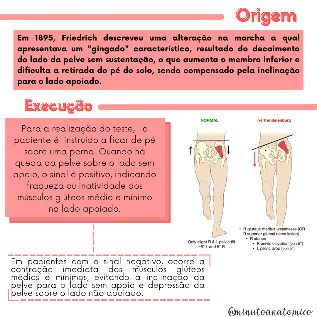 Minuto anatomoclínico #15: Marcha de Trendelenburg – Anatomia ...