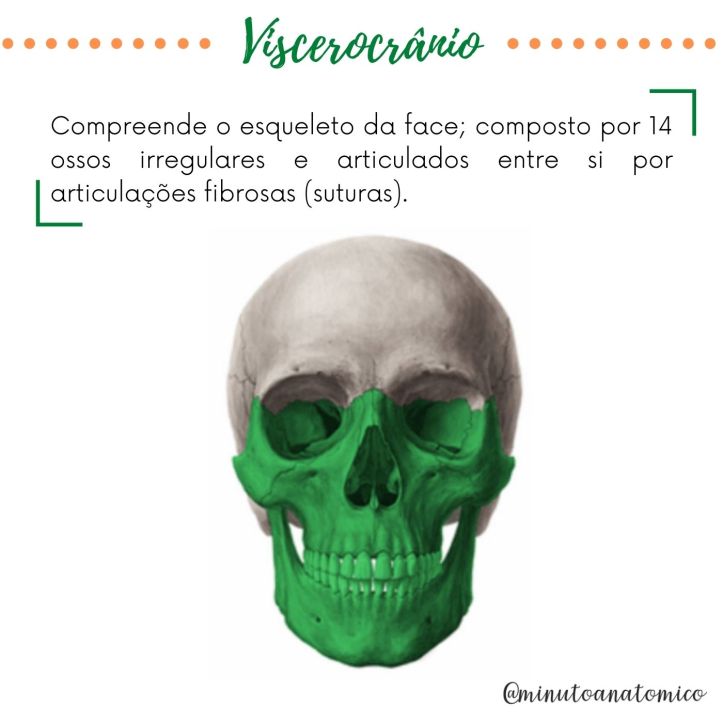 Minuto anatômico #116: Ossos do crânio – Anatomia & Fisioterapia