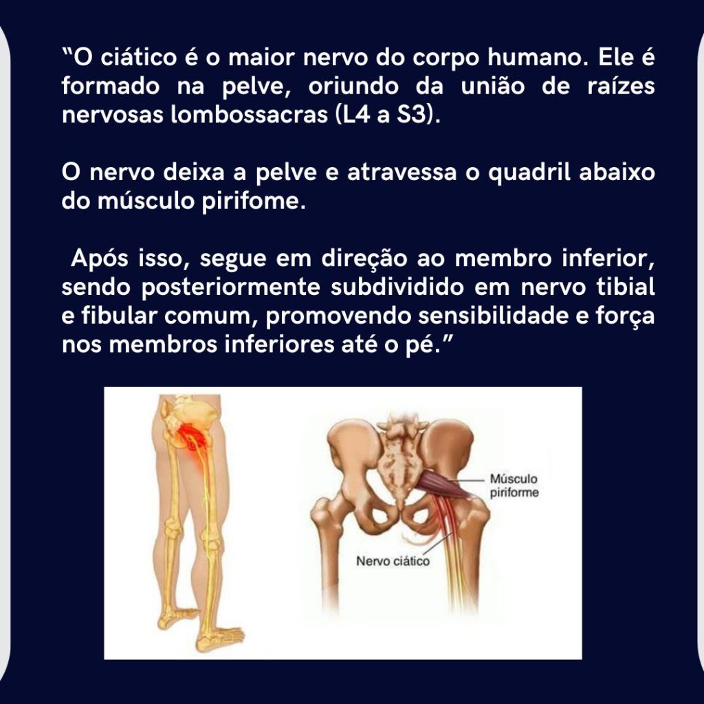 Minuto anatômico #117: Injeção intramuscular no glúteo – Anatomia ...