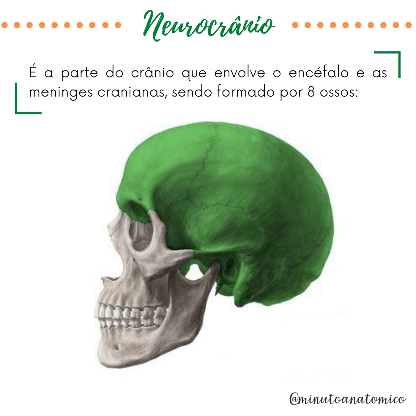 Minuto anatômico #116: Ossos do crânio – Anatomia & Fisioterapia
