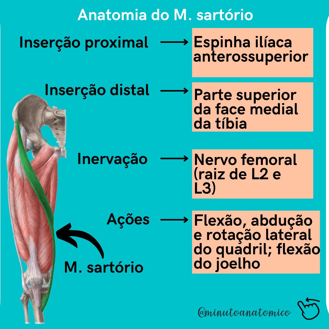 Minuto anatômico #122: Músculo sartório – Anatomia & Fisioterapia