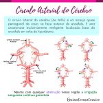 Minuto anatômico #133: Irrigação do cérebro – Anatomia & Fisioterapia
