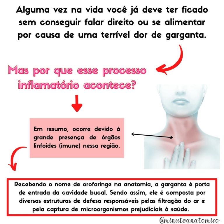 Minuto anatômico #132: Por que a garganta inflama? – Anatomia ...