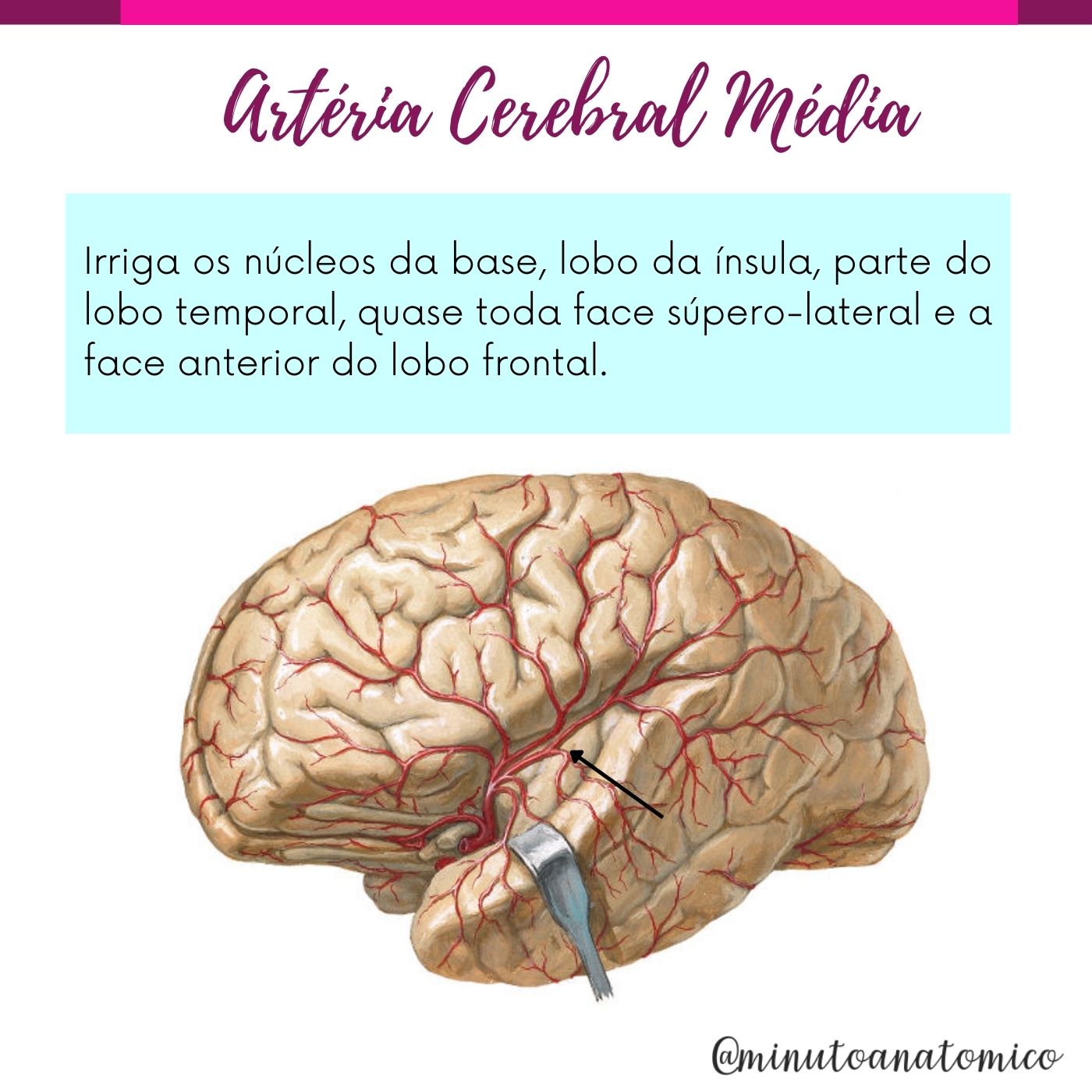 Minuto anatômico #133: Irrigação do cérebro – Anatomia & Fisioterapia