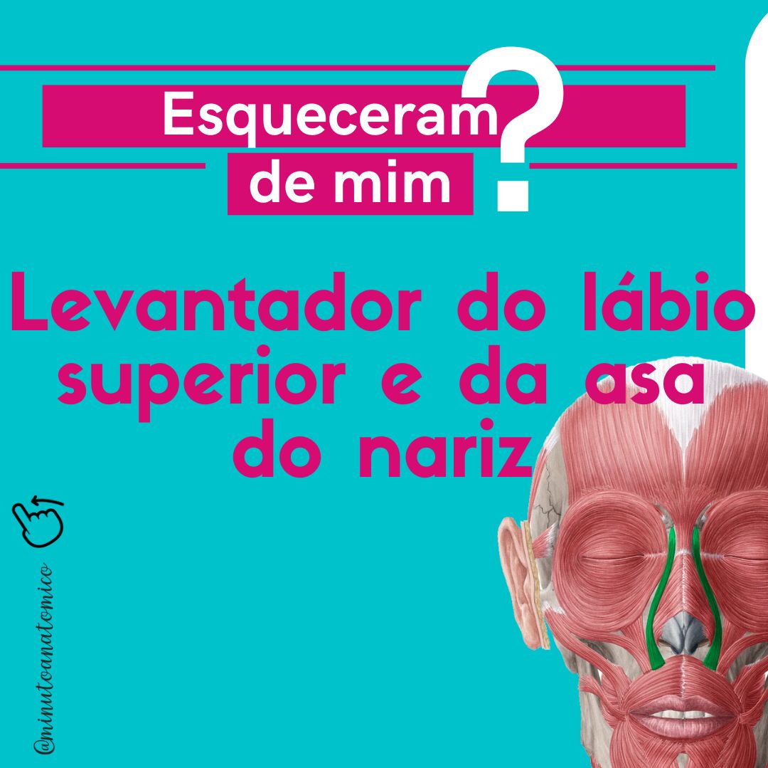 Levantador Do Labio Superior Músculos Da Face — Felipe Barros