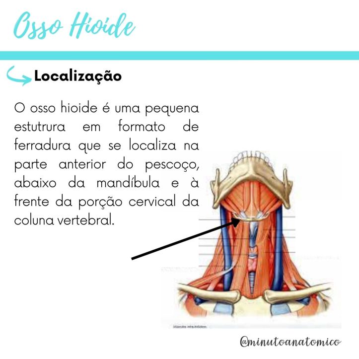 Minuto anatômico #139: Osso hioide – Anatomia & Fisioterapia