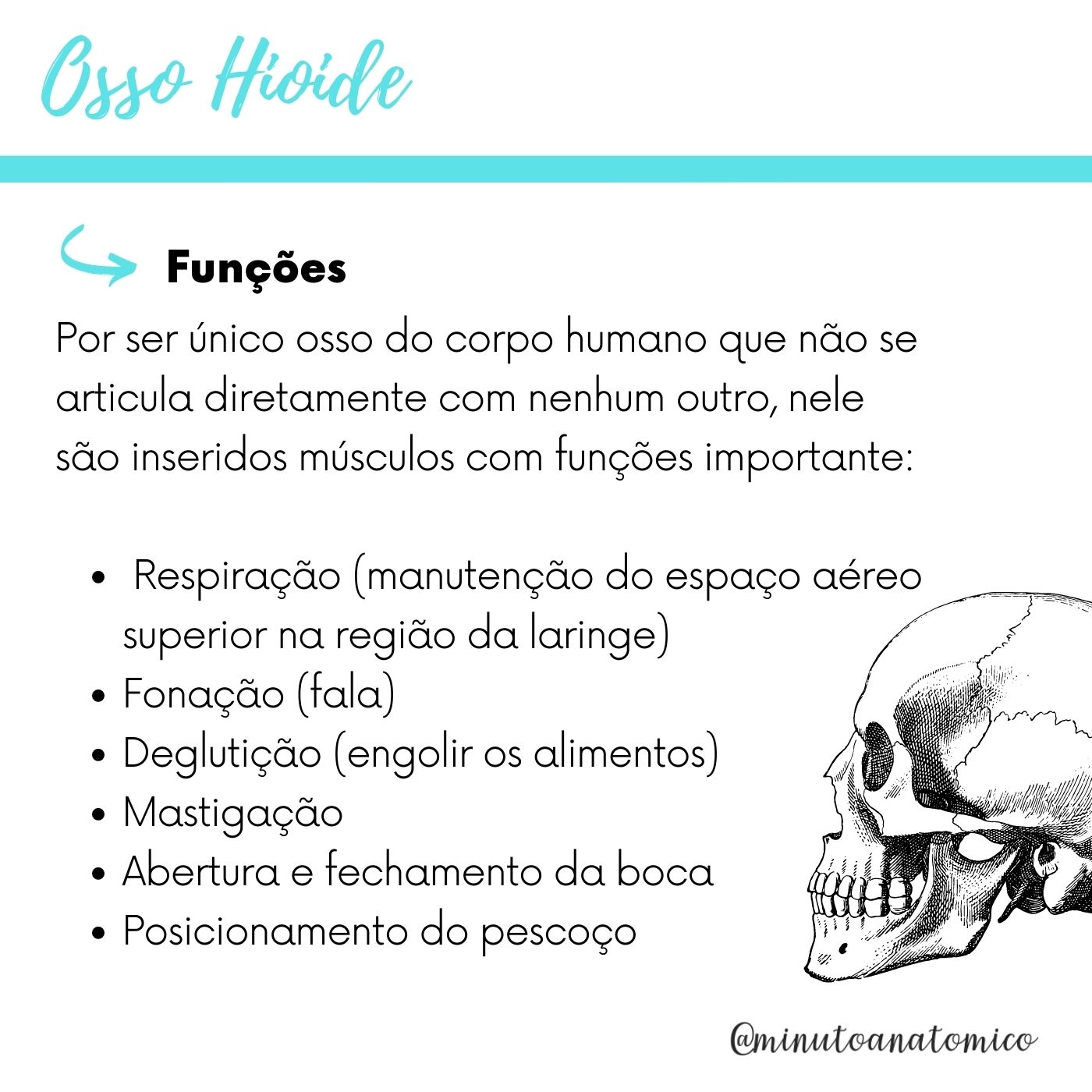 Minuto anatômico #139: Osso hioide – Anatomia & Fisioterapia