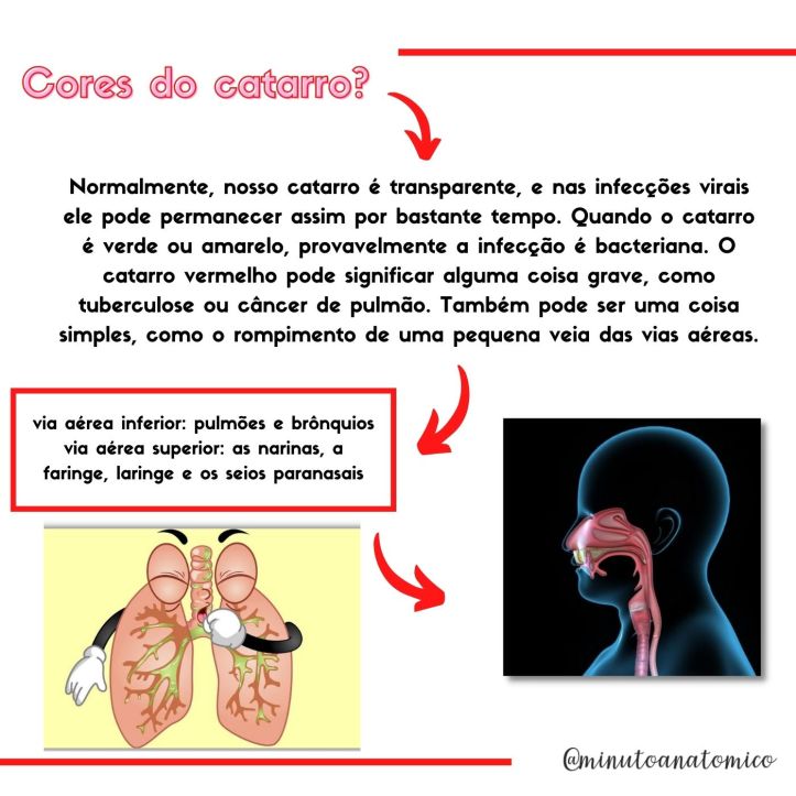 Minuto anatômico #137: O que é e como se forma o catarro? – Anatomia ...