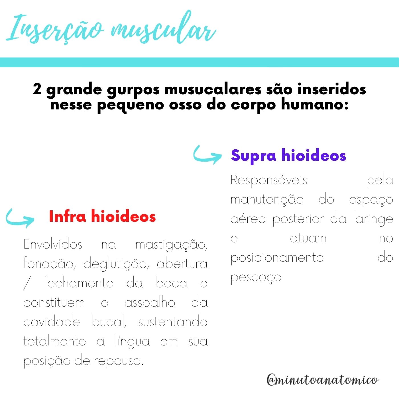 Minuto anatômico #139: Osso hioide – Anatomia & Fisioterapia