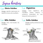 Minuto anatômico #139: Osso hioide – Anatomia & Fisioterapia