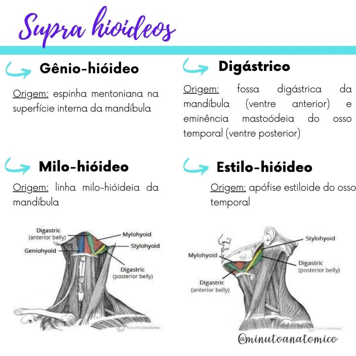 Minuto anatômico #139: Osso hioide – Anatomia & Fisioterapia