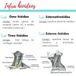 Minuto anatômico #139: Osso hioide – Anatomia & Fisioterapia