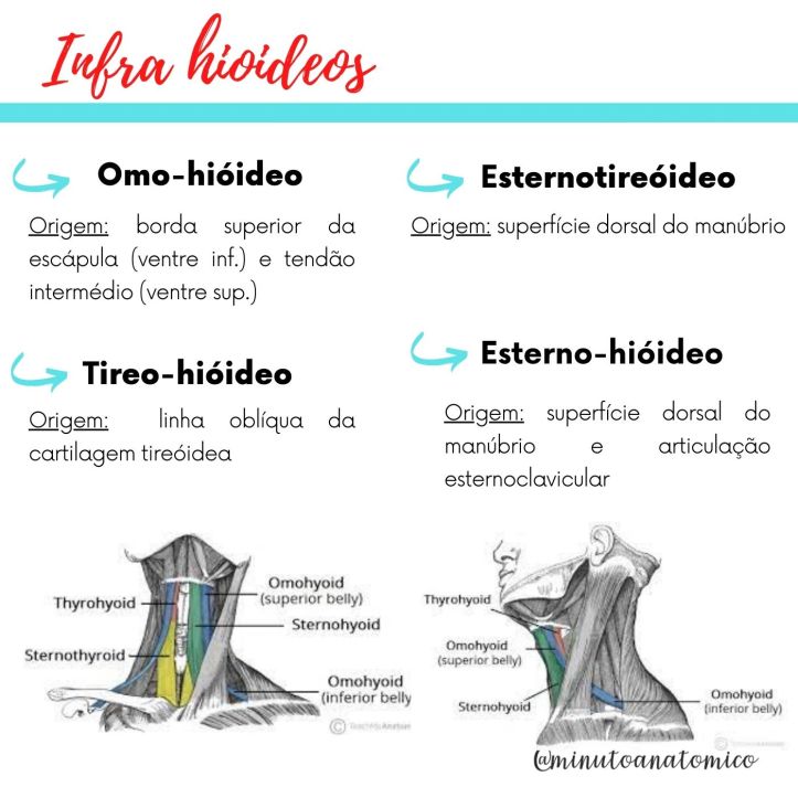 Minuto anatômico #139: Osso hioide – Anatomia & Fisioterapia