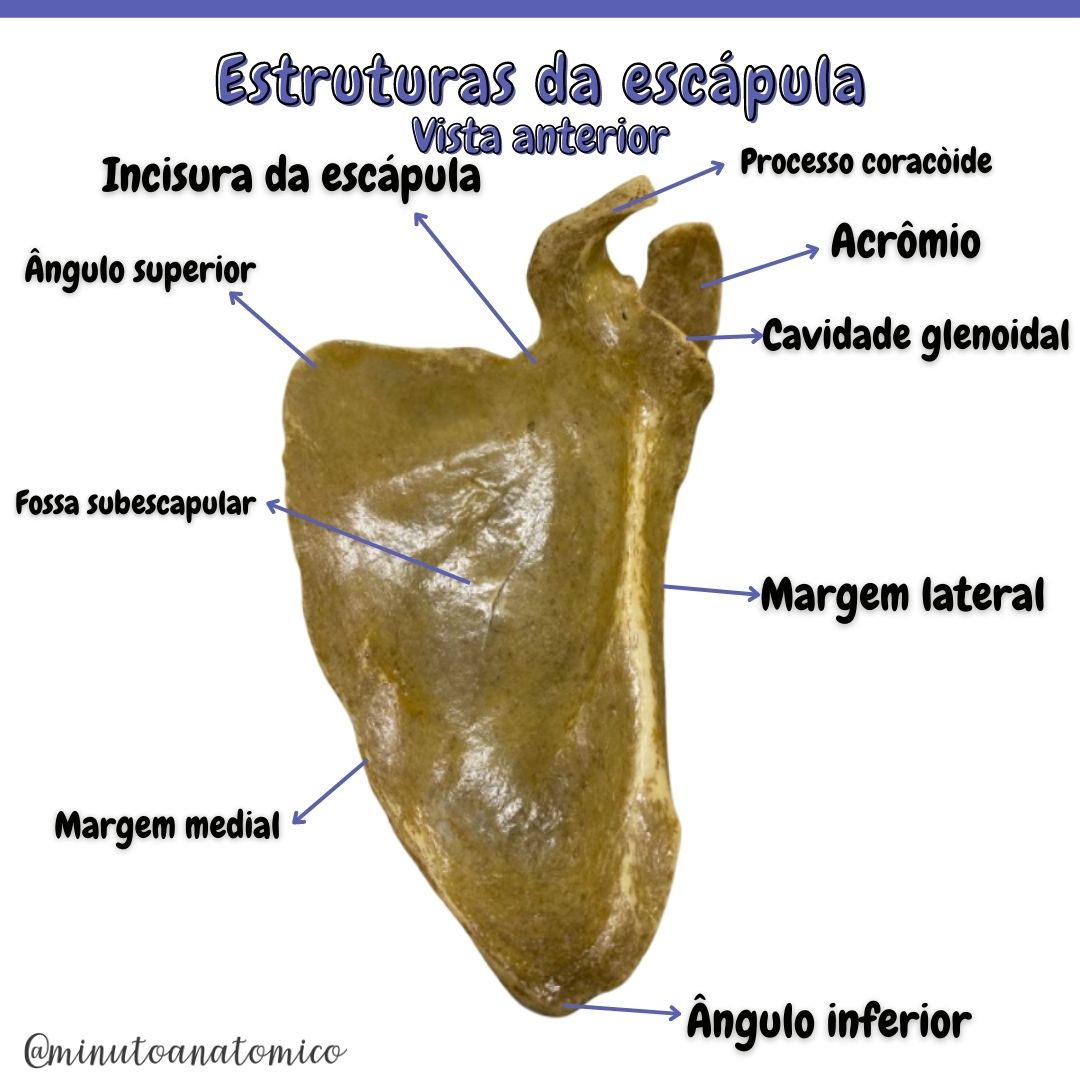 Minuto Anatômico #147: Estruturas da escápula – Anatomia & Fisioterapia