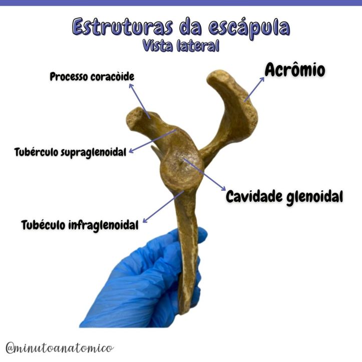 Minuto Anatômico #147: Estruturas da escápula – Anatomia & Fisioterapia