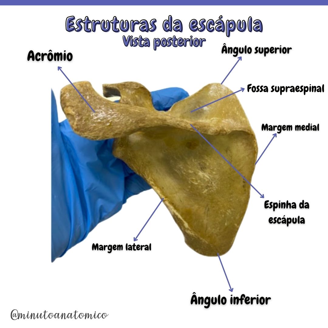 Minuto Anatômico #147: Estruturas da escápula – Anatomia & Fisioterapia
