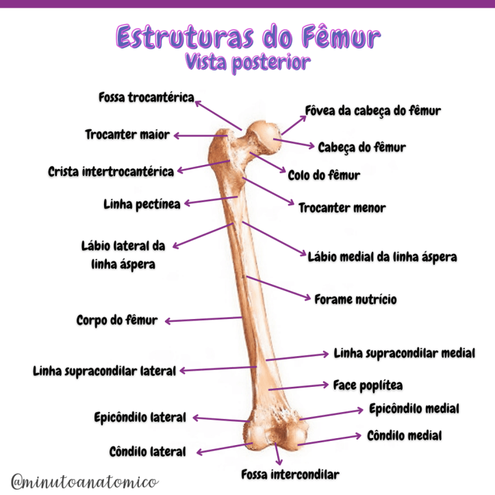 Minuto anatômico #154: Estruturas do fêmur – Anatomia & Fisioterapia