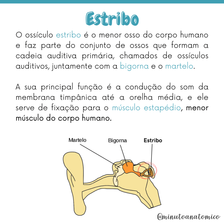 Minuto Anatômico #163: Estribo – Anatomia & Fisioterapia