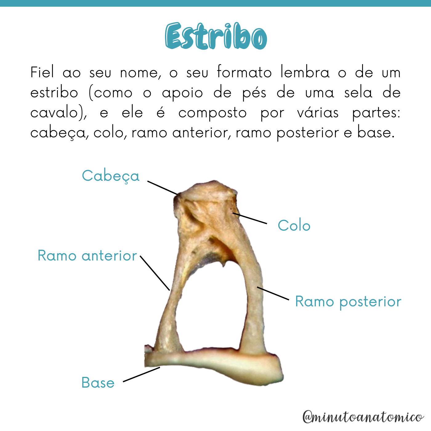 Minuto Anatômico #163: Estribo – Anatomia & Fisioterapia