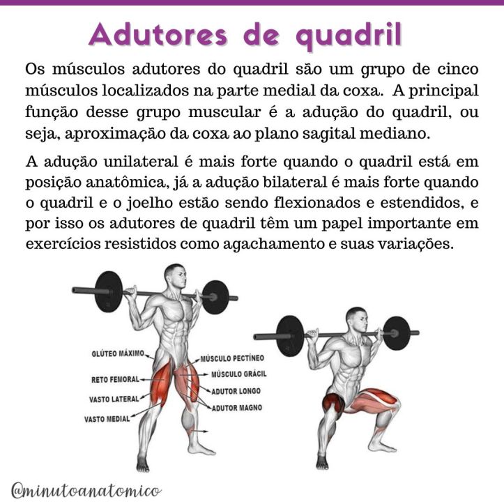 Minuto Anatômico #168: Músculos adutores do quadril – Anatomia ...
