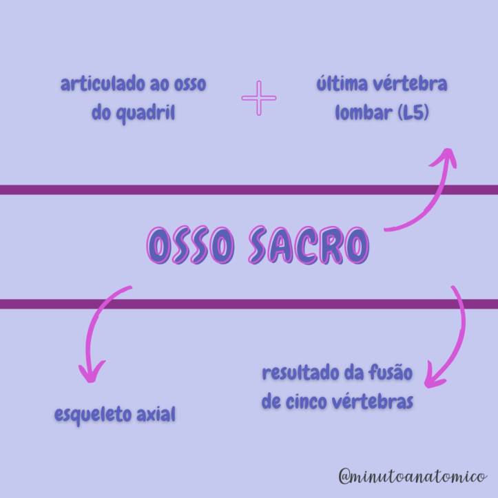 Minuto Anatômico #167: Estruturas do Sacro – Anatomia & Fisioterapia