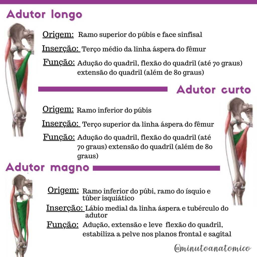 Musculos Adutores Do Quadril