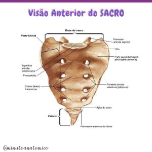 Minuto Anatômico #167: Estruturas do Sacro – Anatomia & Fisioterapia