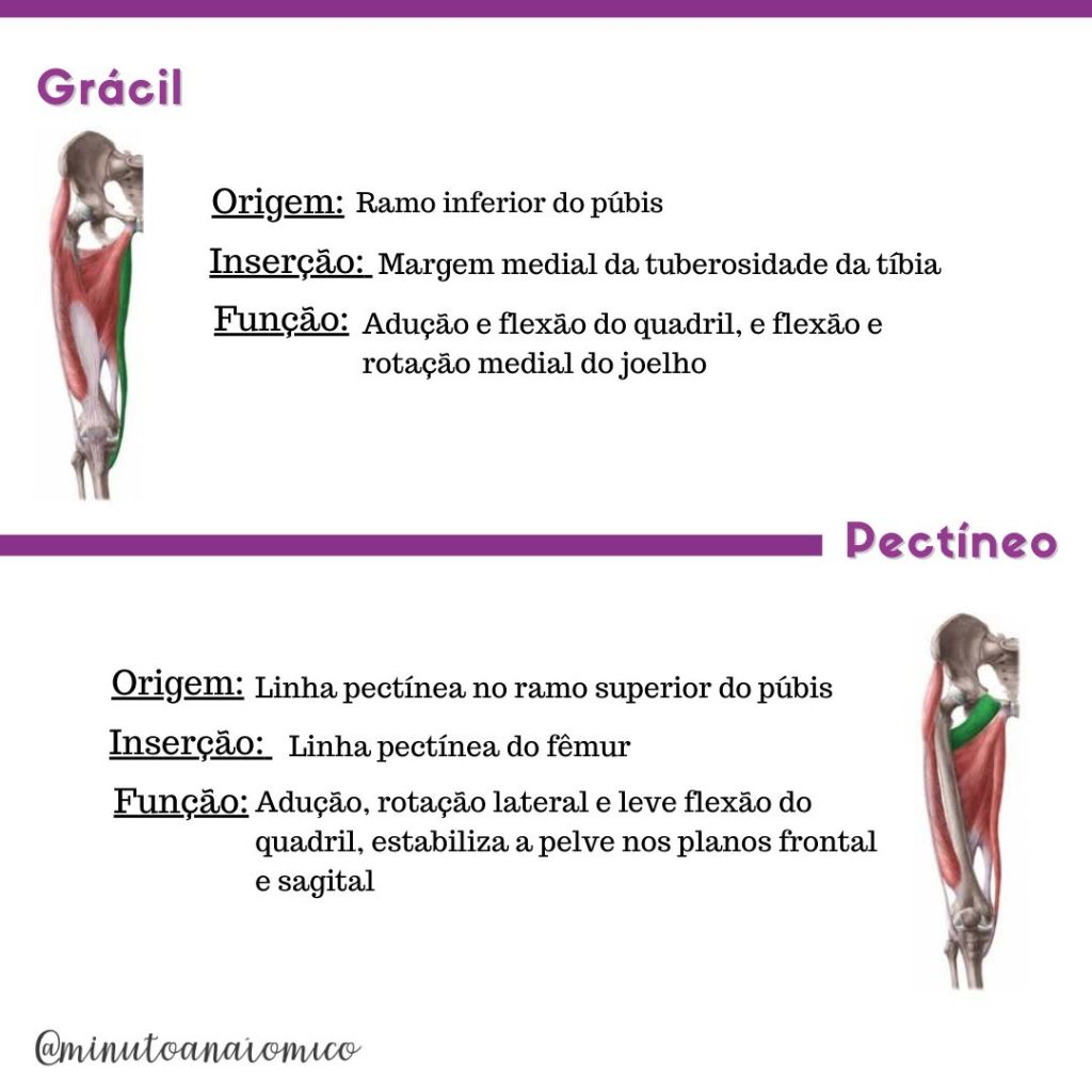 Musculos Adutores SOLUTION: ANATOMIA Membros Inferiores Studypool