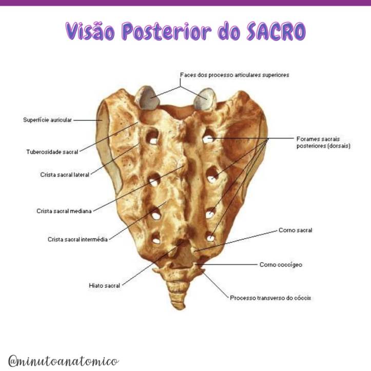 Minuto Anatômico #167: Estruturas do Sacro – Anatomia & Fisioterapia