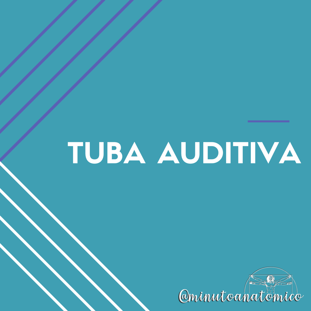 Minuto Anatômico #175: Tuba Auditiva – Anatomia & Fisioterapia