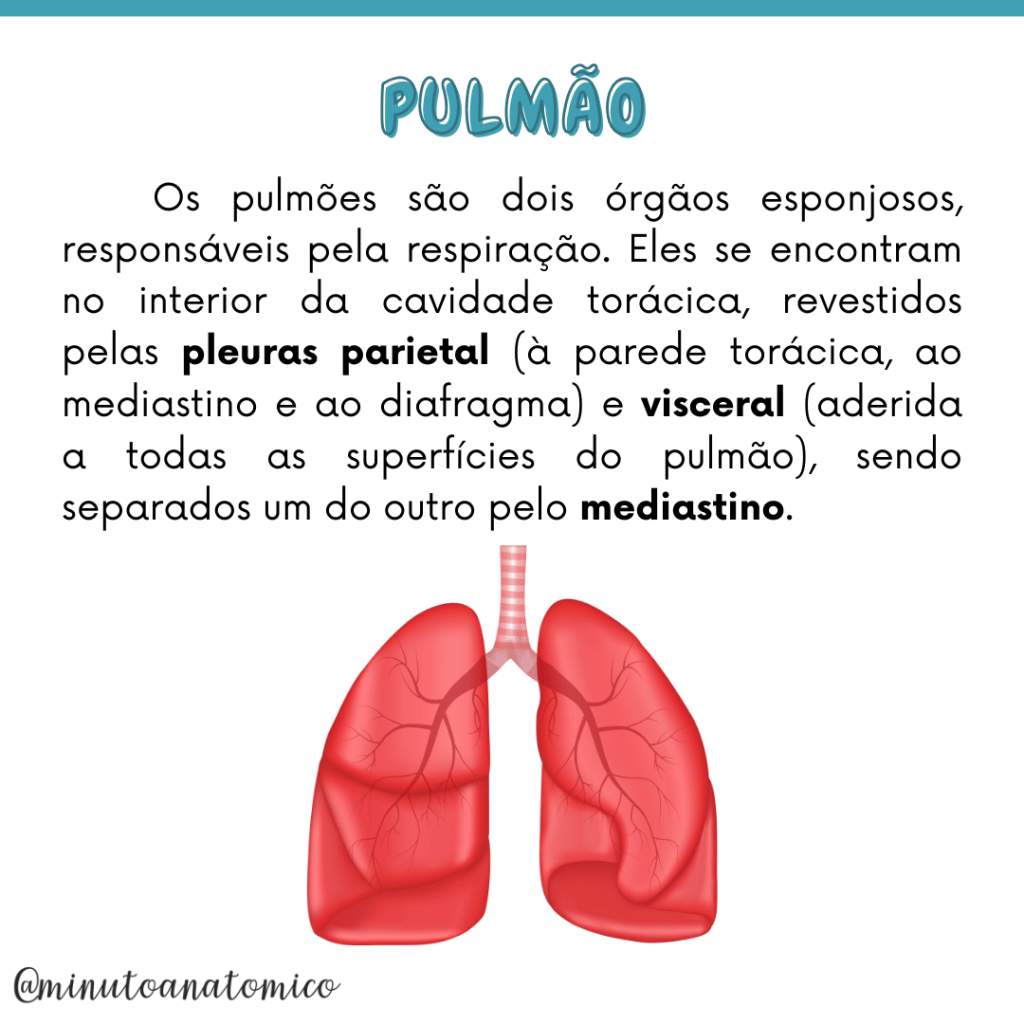 Minuto Anatômico #174: Anatomia do Pulmão – Anatomia & Fisioterapia