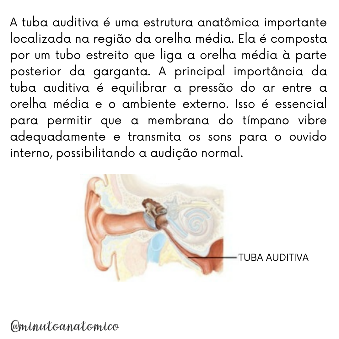 Minuto Anatômico #175: Tuba Auditiva – Anatomia & Fisioterapia