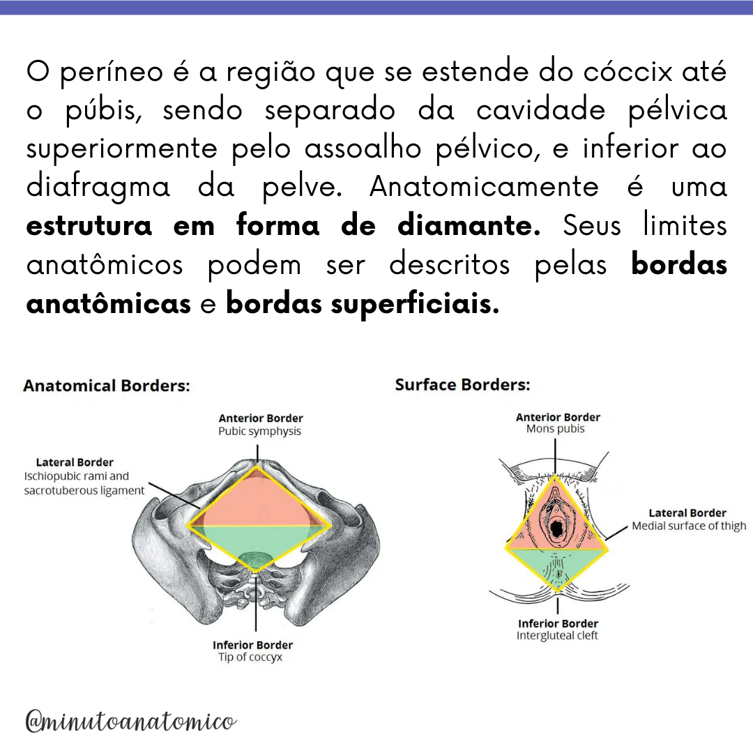 Minuto Anatômico #171: Períneo – Anatomia & Fisioterapia