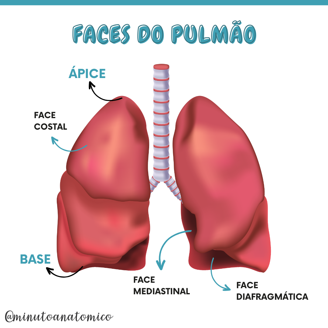 Minuto Anatômico #174: Anatomia do Pulmão – Anatomia & Fisioterapia