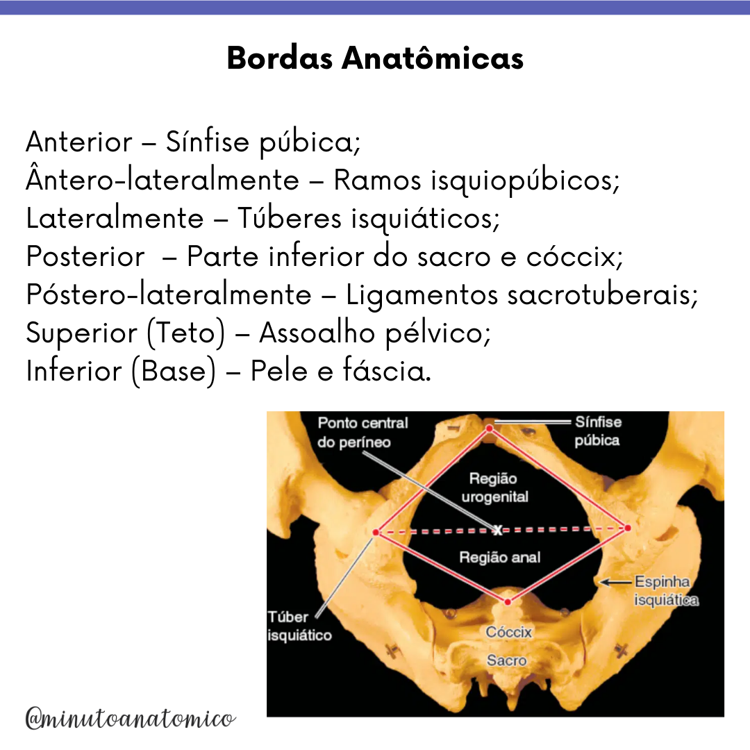 Minuto Anatômico #171: Períneo – Anatomia & Fisioterapia