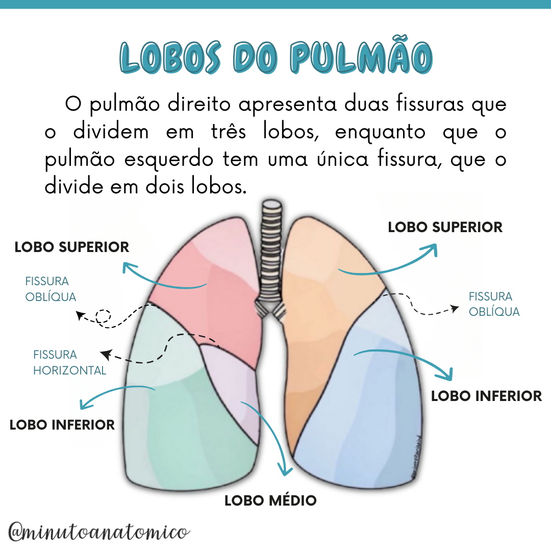 Minuto Anatômico #174: Anatomia do Pulmão – Anatomia & Fisioterapia
