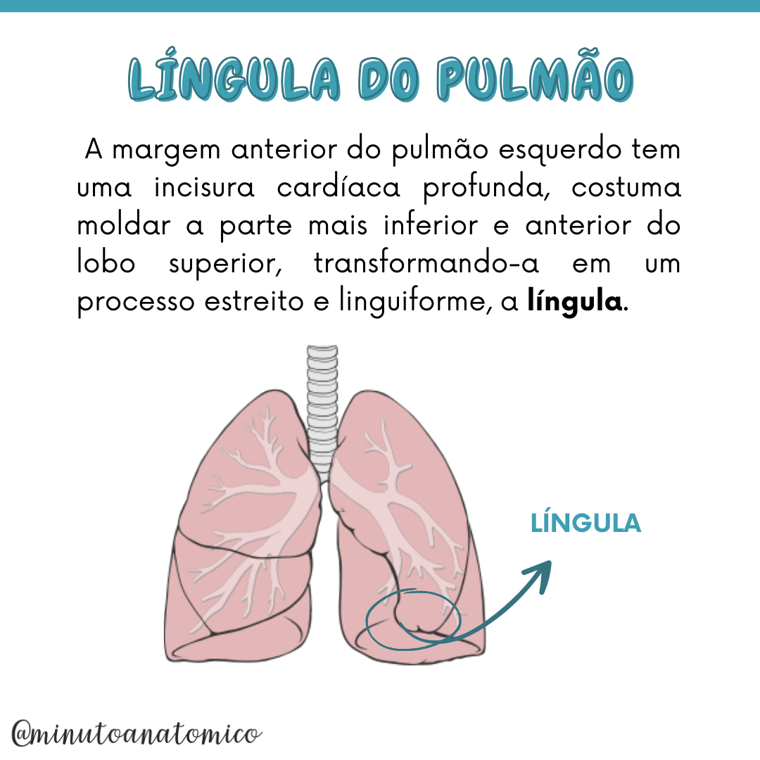 Minuto Anatômico #174: Anatomia do Pulmão – Anatomia & Fisioterapia