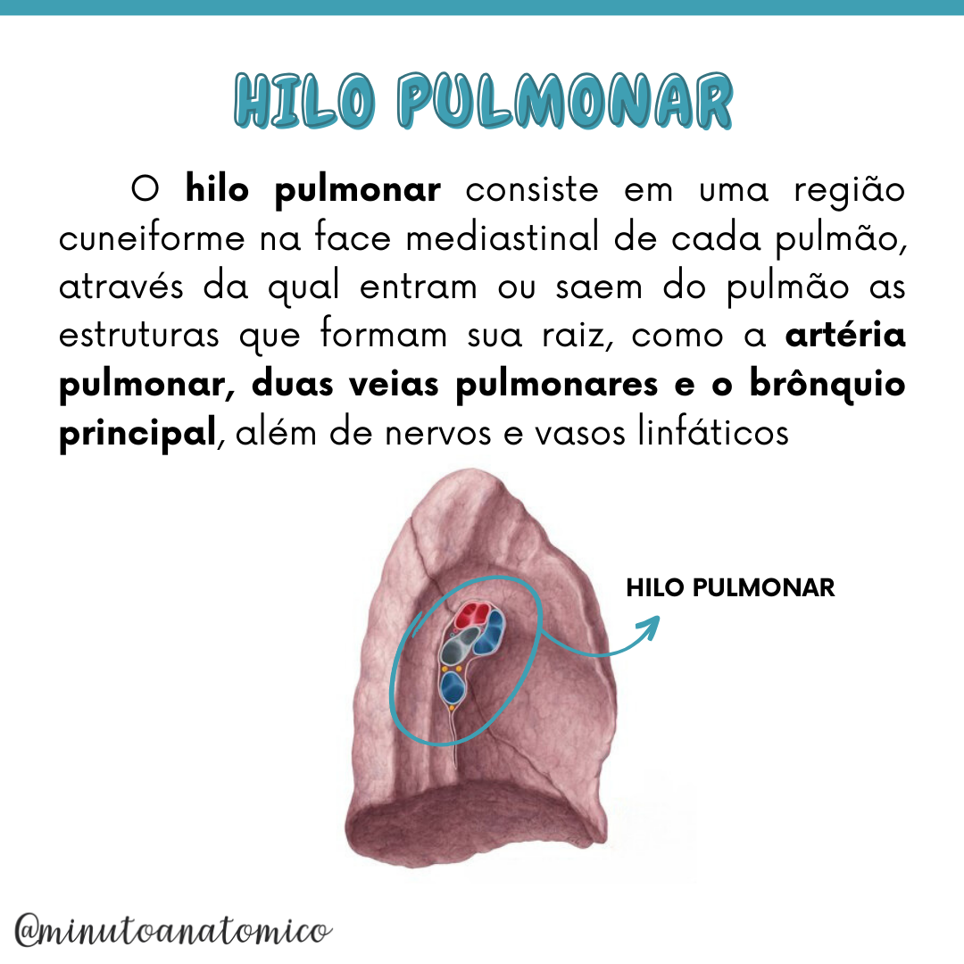 Minuto Anatômico #174: Anatomia do Pulmão – Anatomia & Fisioterapia