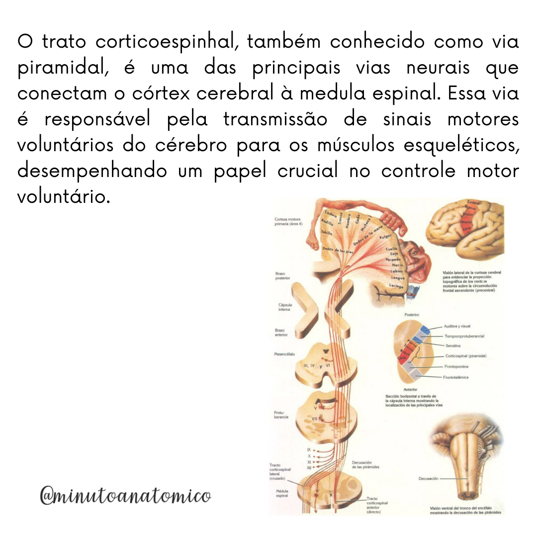 Minuto Anatômico #180: Trato Corticoespinal – Anatomia & Fisioterapia