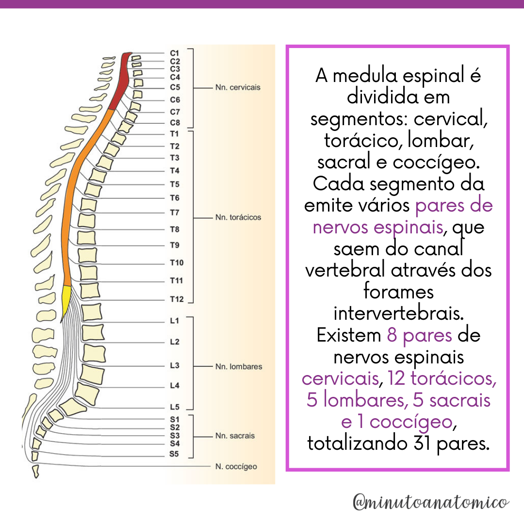 Minuto Anatômico #178: Medula Espinal – Anatomia & Fisioterapia